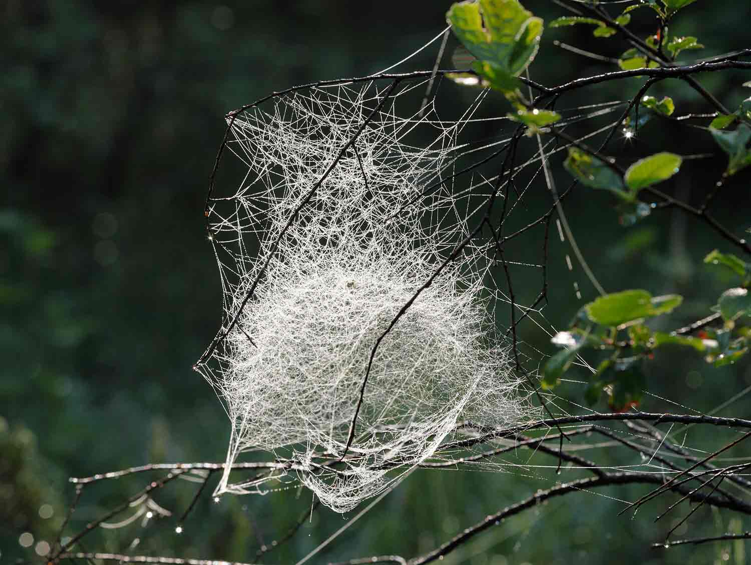 Spider, You Look Familiar… - B-School News