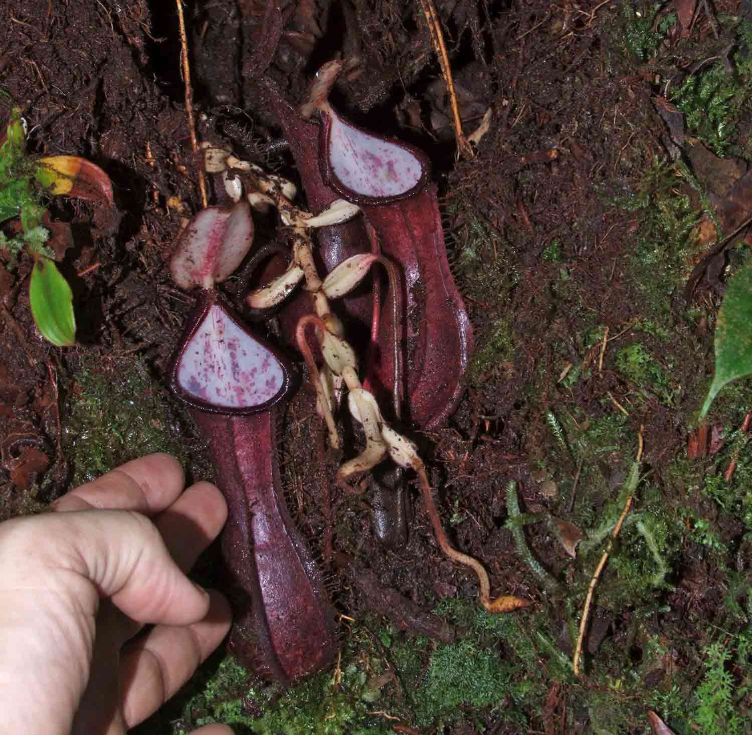 Found: A Predatory Plant - B-School News