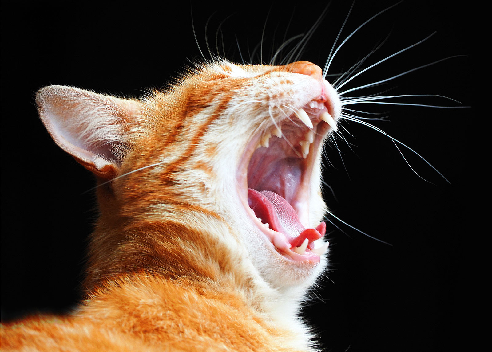 Hope for Tigers – B-School News