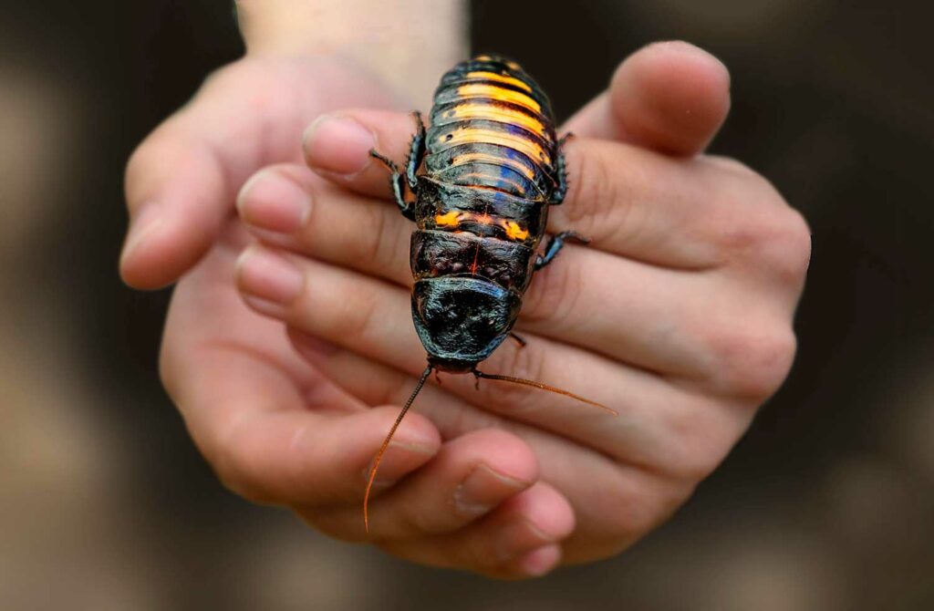 Roaches to the Rescue? - B-School News