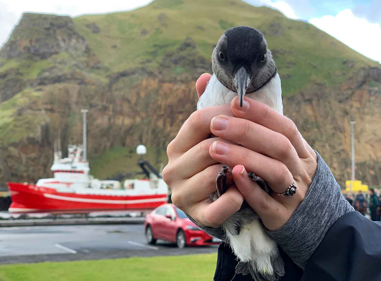 Puffling Patrol! – B-School News