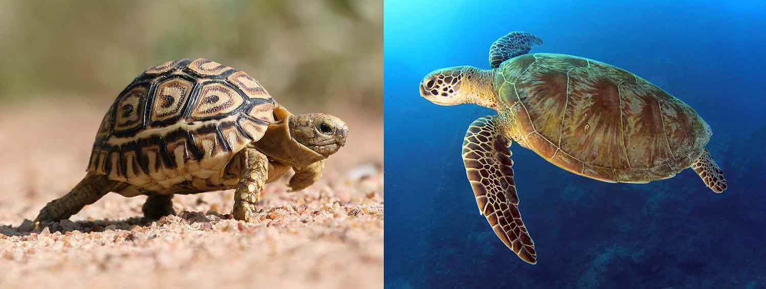 Tortoise Time - B-School News