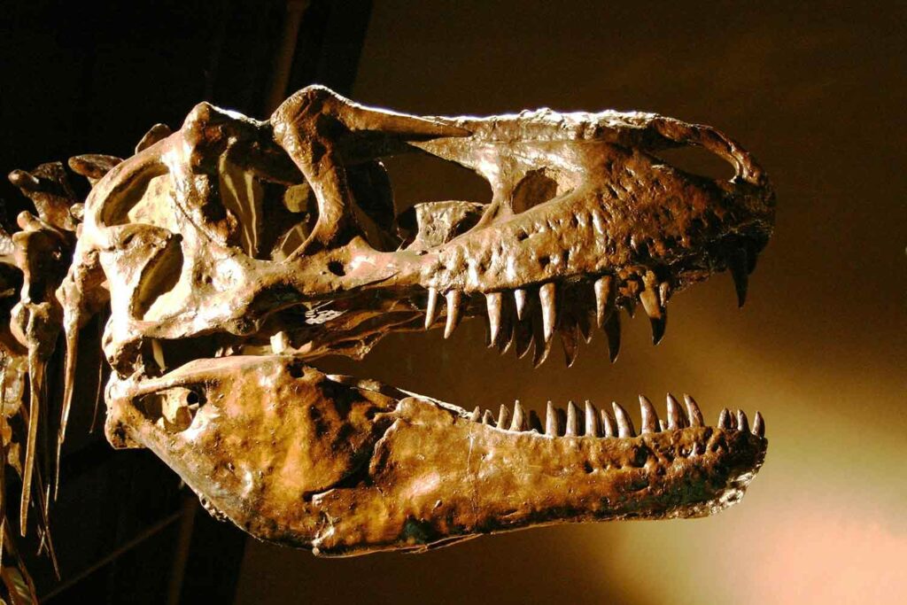 Did the T. Rex Have Lips? - B-School News