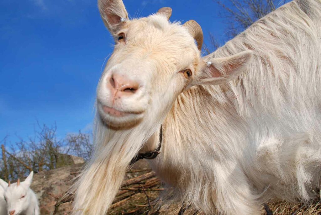 Good Job, Goats! - B-School News