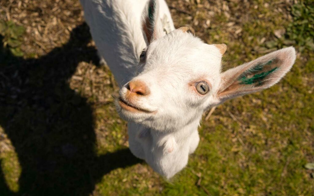 Good Job, Goats! - B-School News