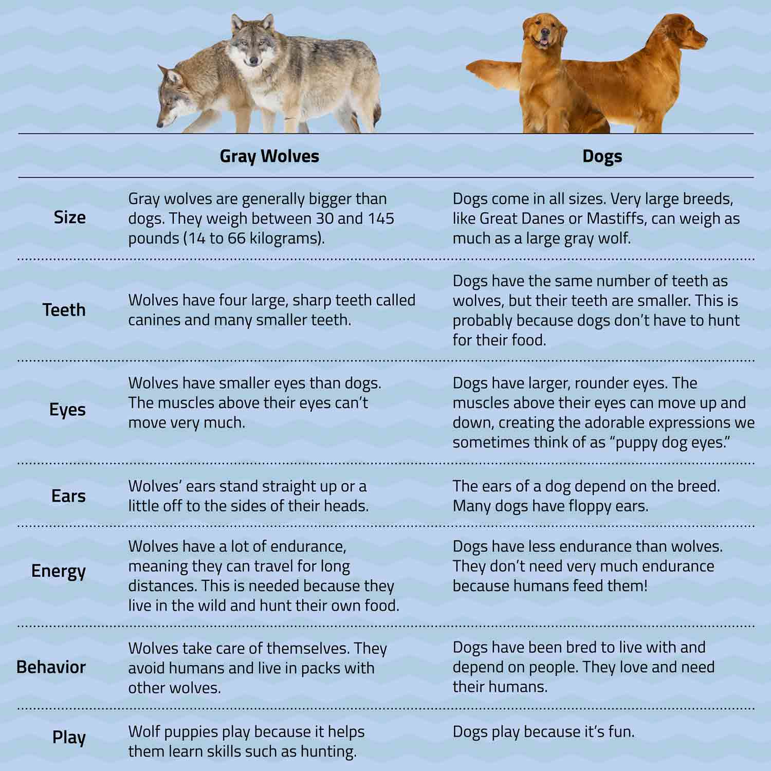 What Dogs Can Teach Us - B-School News