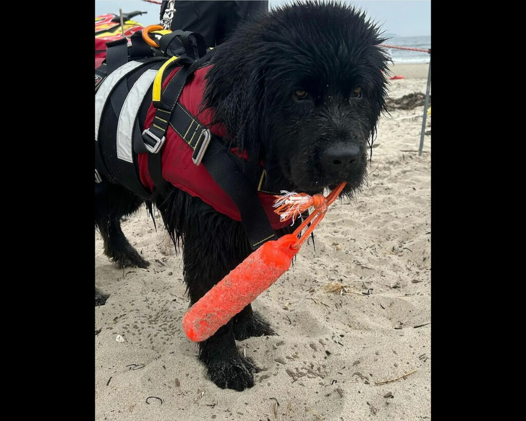 Dog Lifeguards to the Rescue! - B-School News