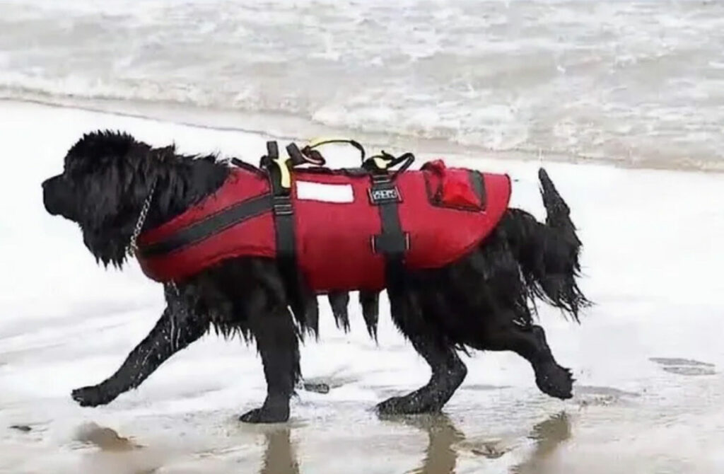 Dog Lifeguards to the Rescue! - B-School News