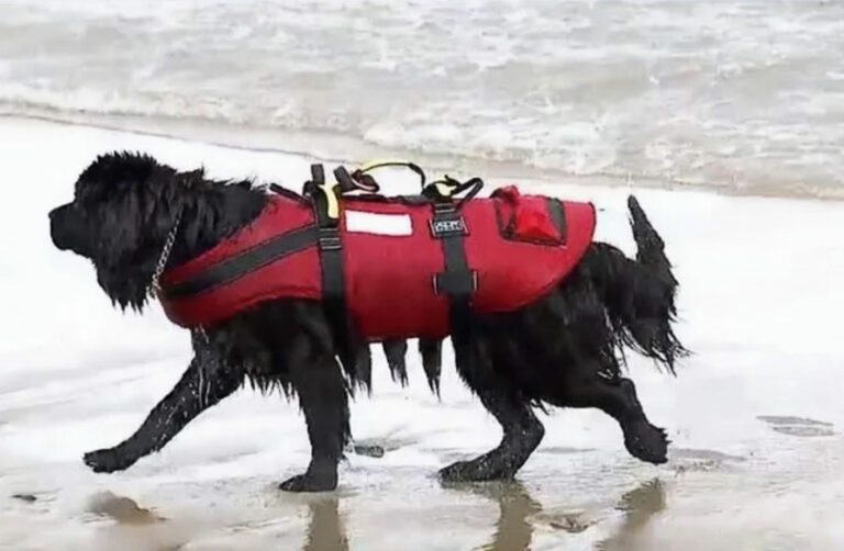 Dog Lifeguards to the Rescue! – B-School News
