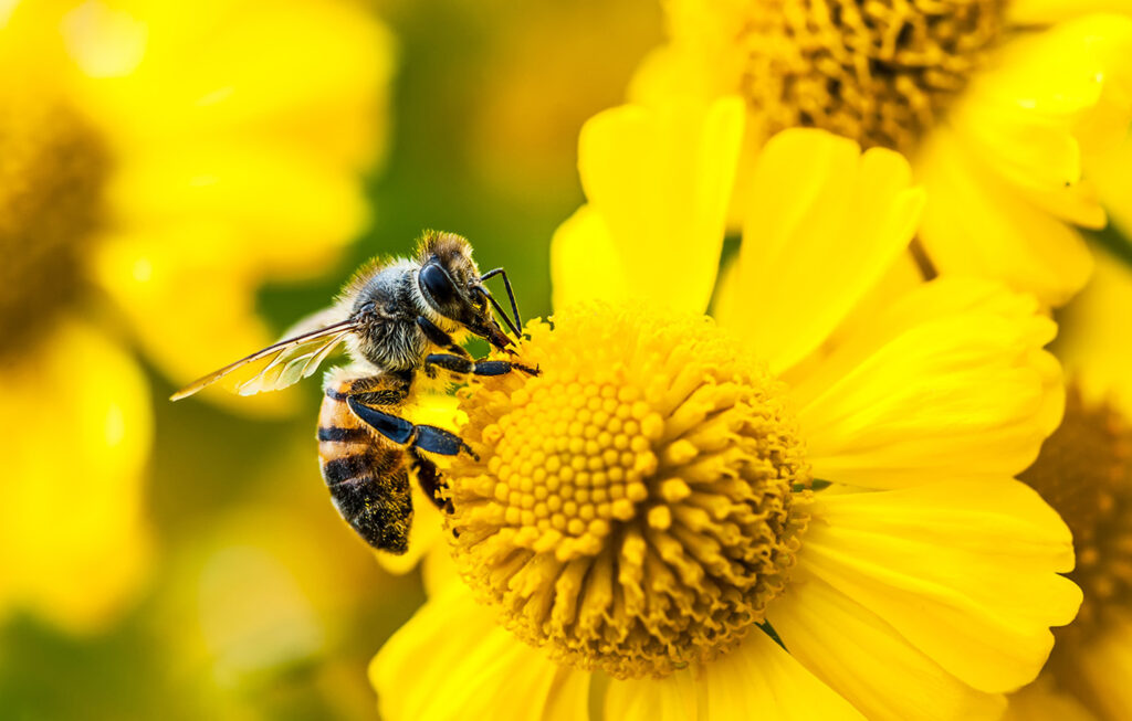 Tracking Bees’ Trips - B-School News