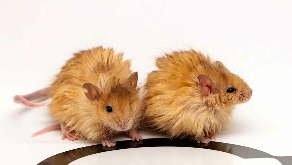 Scientists Create Woolly Mice - B-School News