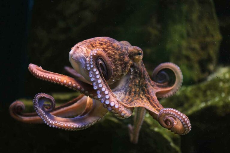 How Octopuses Use Their Arms - B-School News