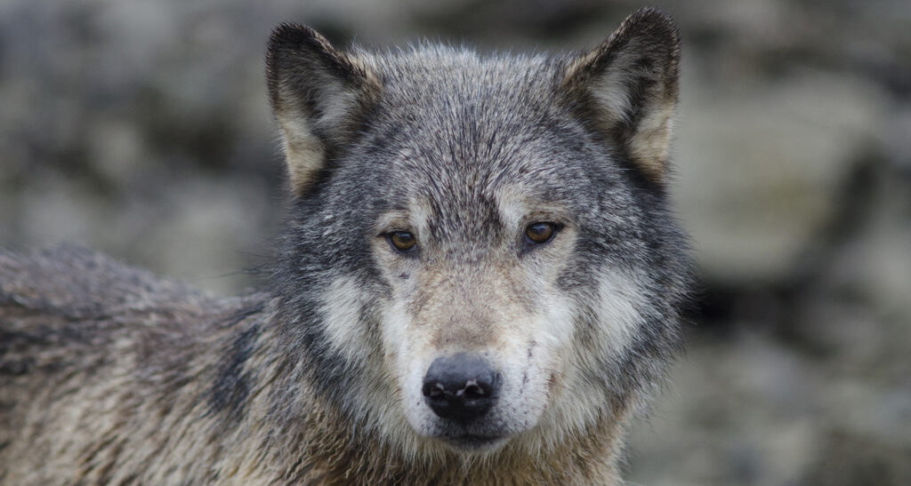 Can Wolves Use Tools? - B-School News